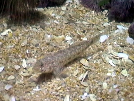 Gobius cobitis - EcuRed