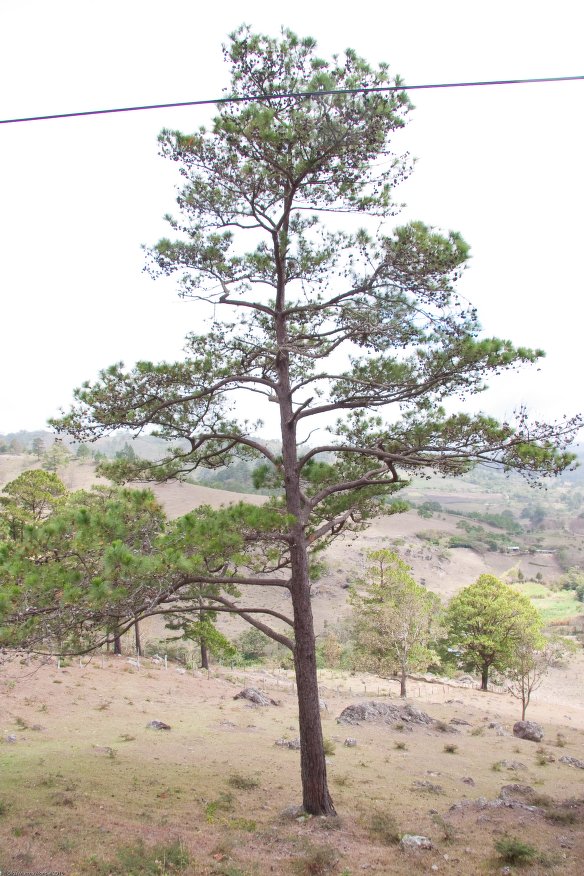 Pinus tecunumanii - EcuRed