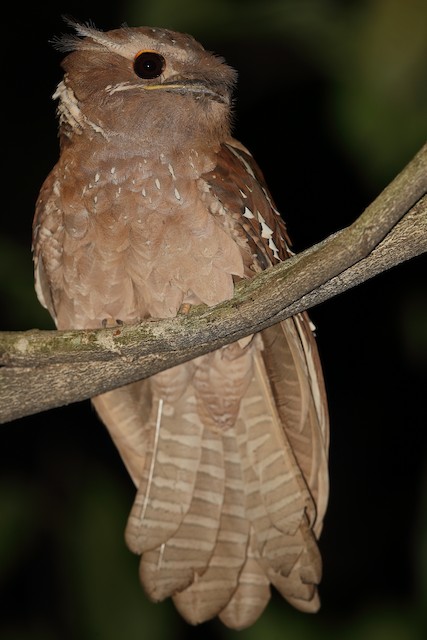 Batrachostomus auritus - podargo orejudo - EcuRed