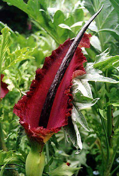 Dracunculus vulgaris - EcuRed