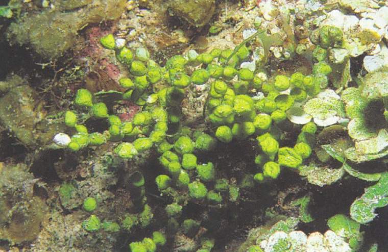 Halimeda lacrimosa - EcuRed