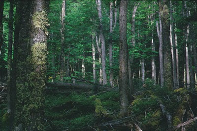 Bosques de lenga - EcuRed