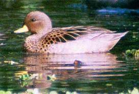 Pato barcino - EcuRed