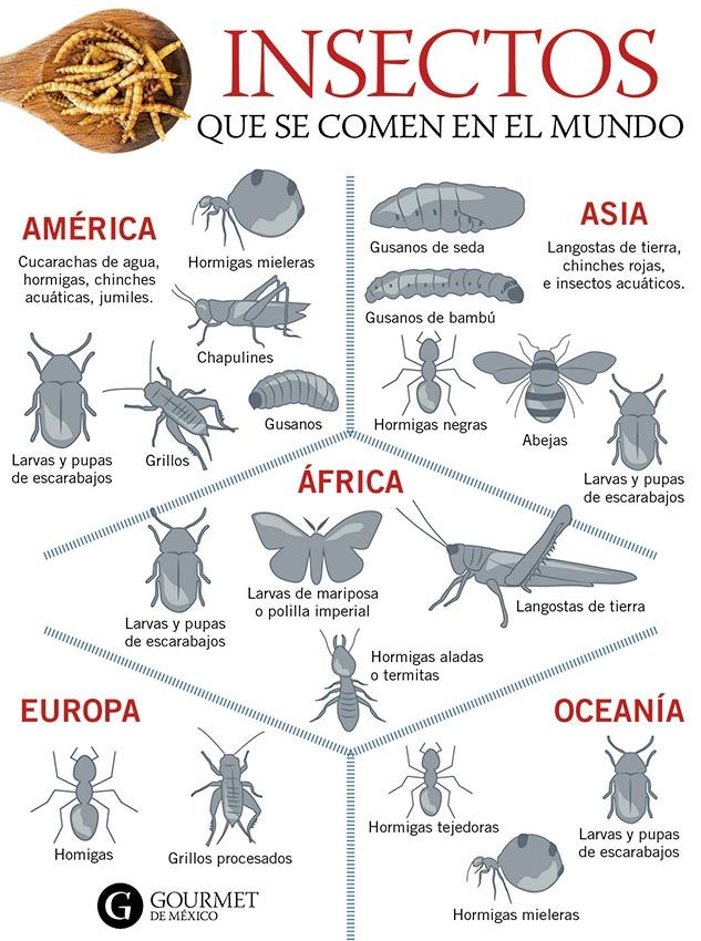 Insectos comestibles - EcuRed