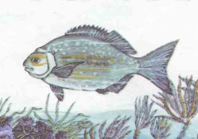 Chopa blanca - EcuRed