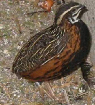 Codorniz japonesa - EcuRed