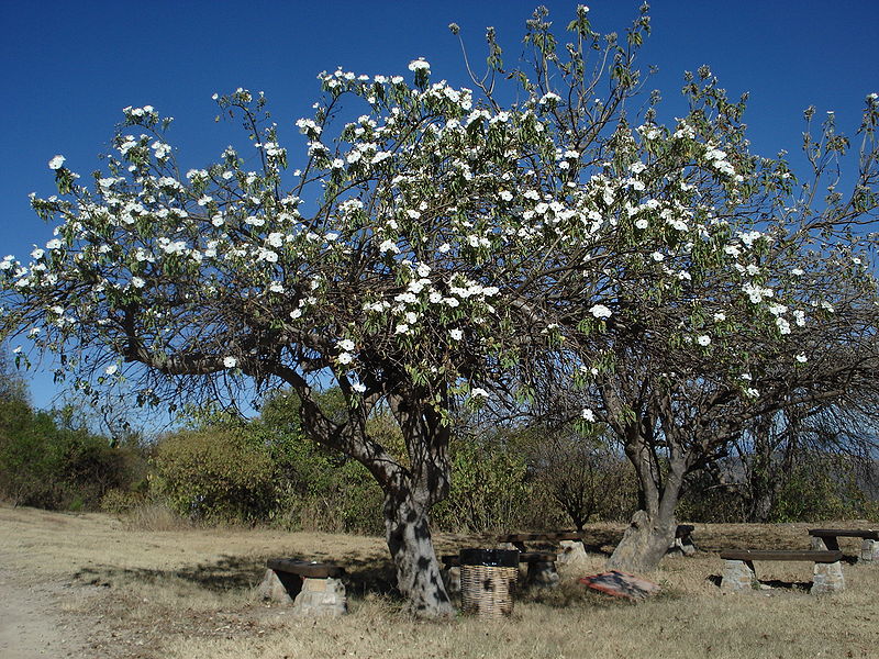 Ipomoea arborescens - EcuRed