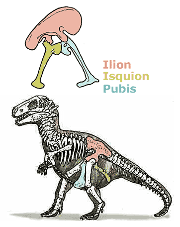 Saurisquios - EcuRed