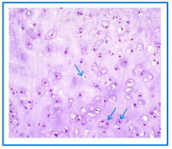 Condrocitos - EcuRed