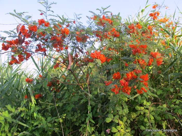 Sesbania punicea - EcuRed