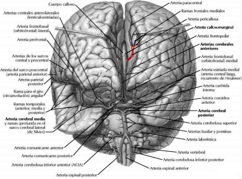 Arteria callosomarginal - EcuRed