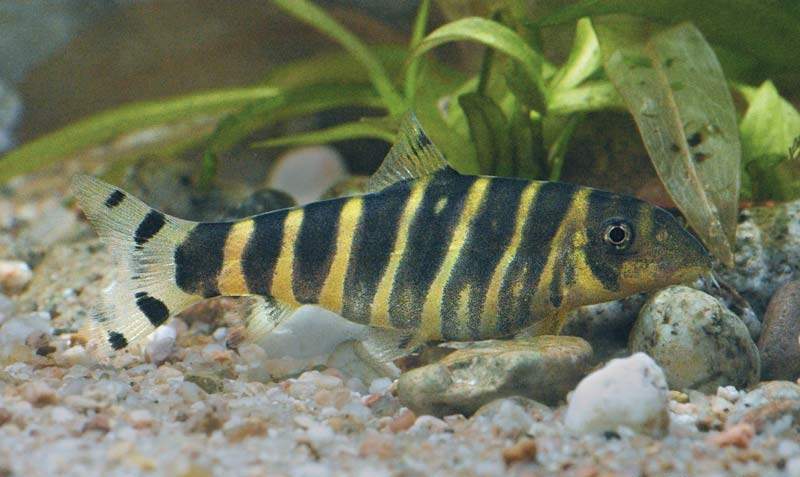 Botia dario - EcuRed