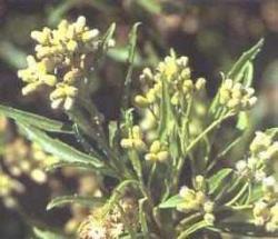 Miel de chilca - EcuRed