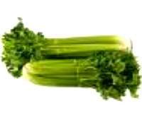 Apium graveolens - EcuRed