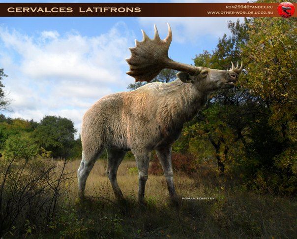 Cervalces latifrons - EcuRed