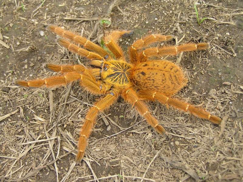 Pterinochilus murinus - EcuRed