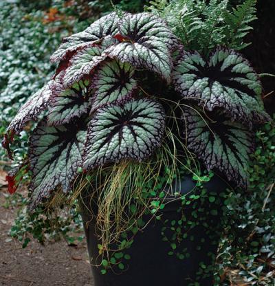 Begonia Escargot - EcuRed
