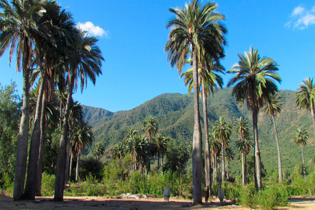 Parque Nacional Las Palmas de Cocalán - EcuRed