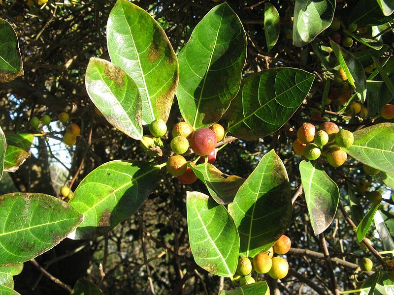 Ficus fraseri - EcuRed