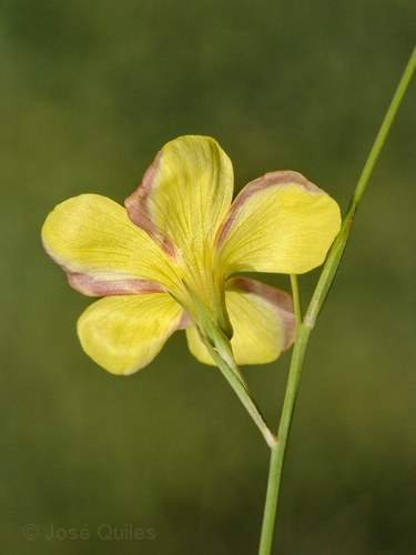 Linum tenue - EcuRed