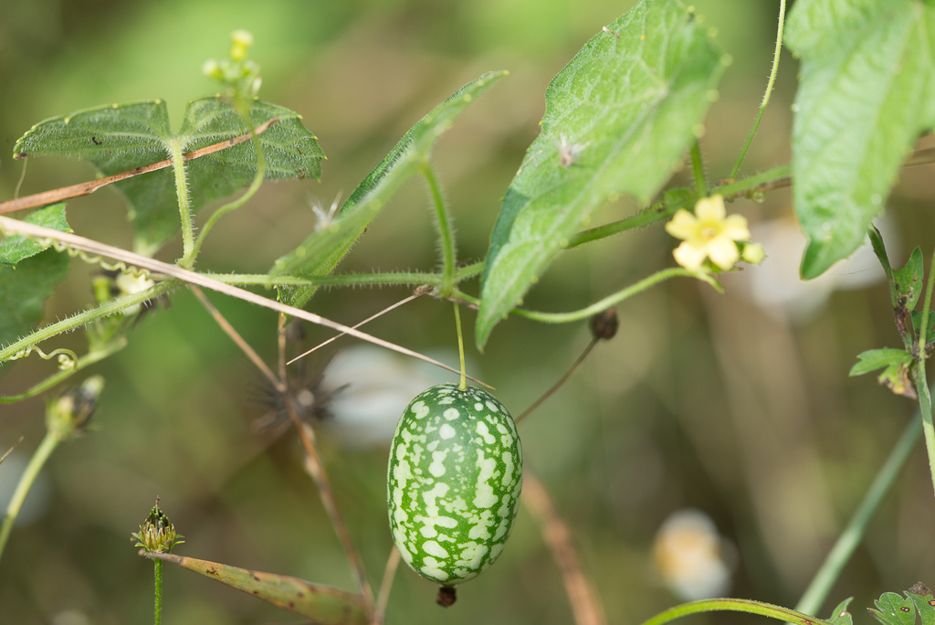 Melothria scabra - EcuRed