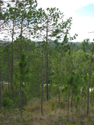 Pinus tropicalis - EcuRed