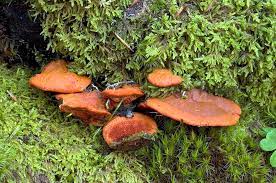 Pycnoporus cinnabarinus - EcuRed