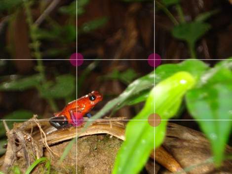 Reglas de composición fotográfica - EcuRed
