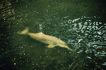 Lipotes vexillifer - EcuRed