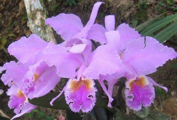 Cattleya labiata - EcuRed