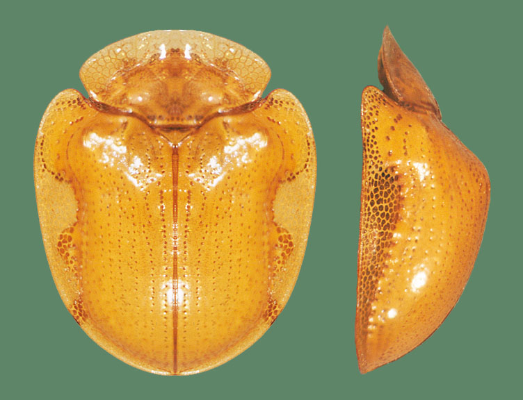 Charidotella egregia - EcuRed