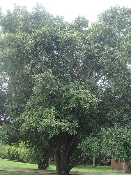 Ficus americana - EcuRed