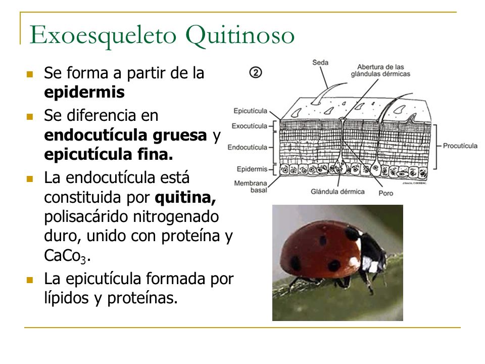Exoesqueleto Quitinoso - EcuRed