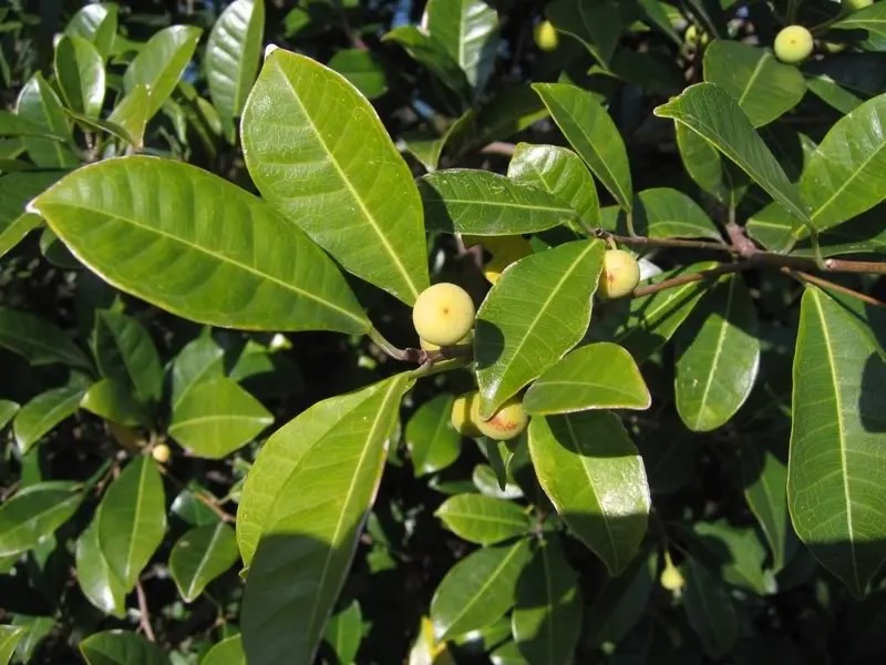 Ficus vasculosa - EcuRed