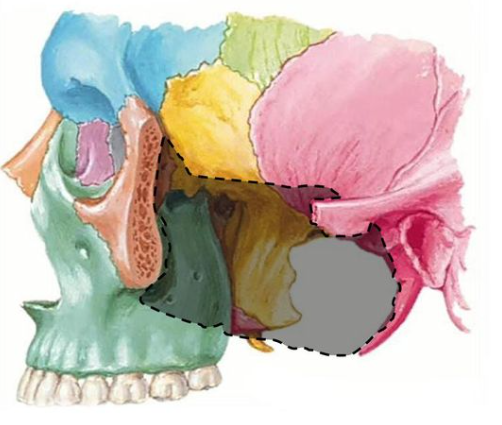 Fosa infratemporal - EcuRed