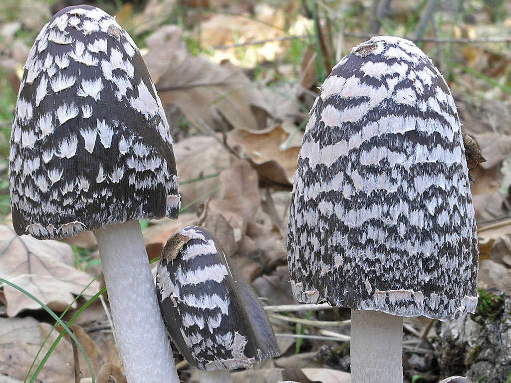 Coprinus picaceus - EcuRed