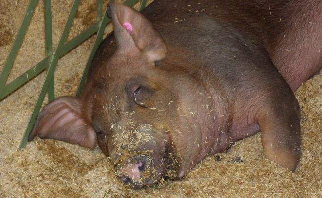 Fiebre aftosa - EcuRed