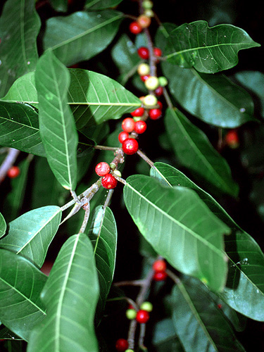 Ficus coerulescens - EcuRed