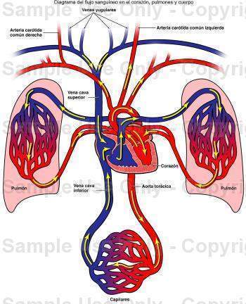 Flujo sanguíneo - EcuRed