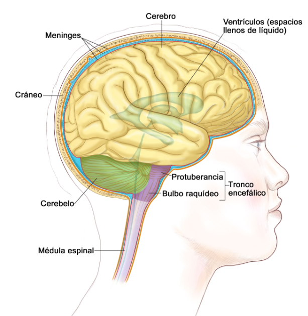 Estructuras intracraneales - EcuRed