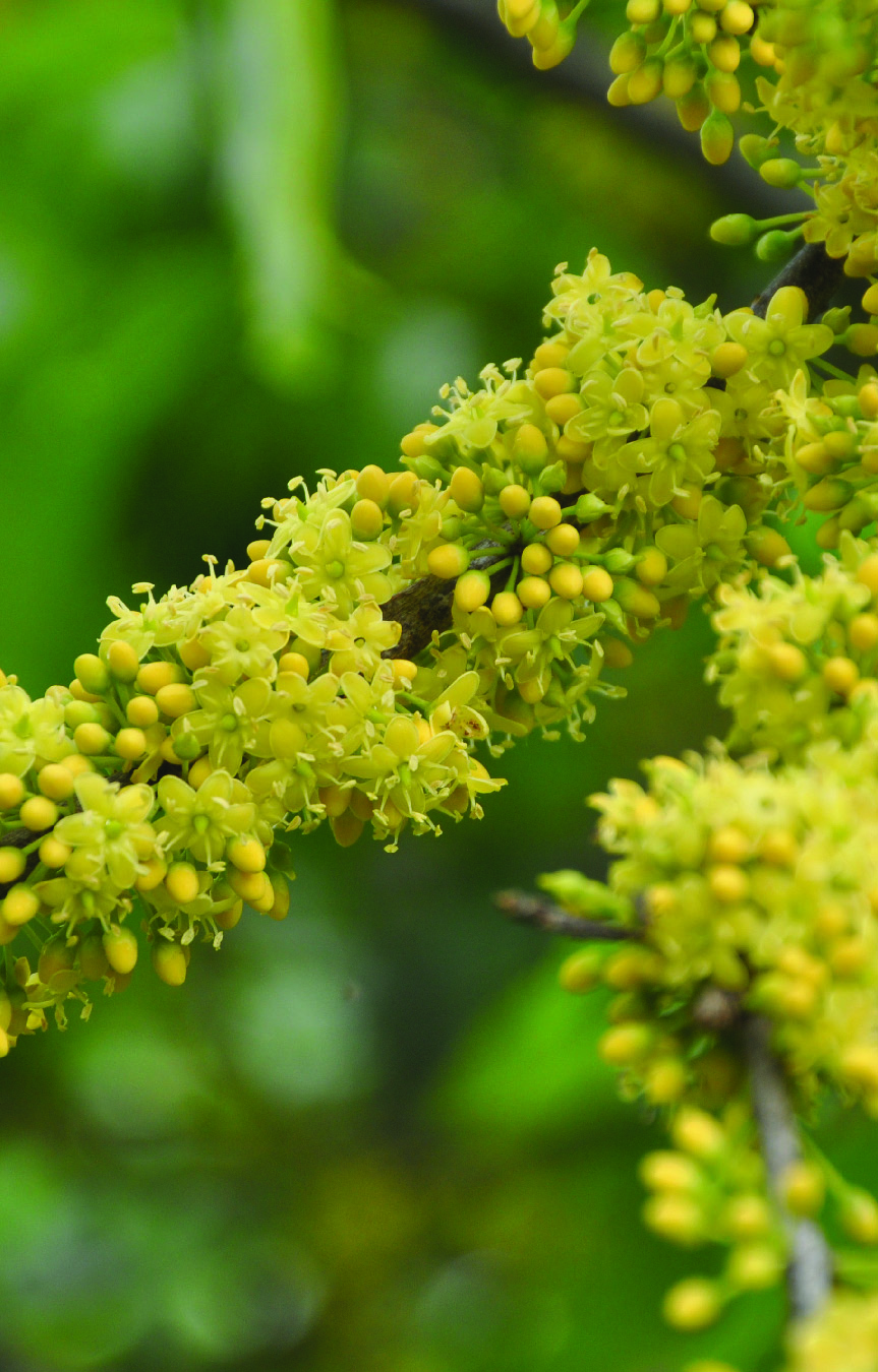 Sideroxylon foetidissimum - EcuRed