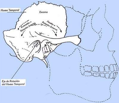 Hueso temporal - EcuRed
