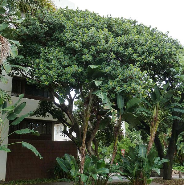 Ficus glumosa - EcuRed
