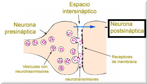 Neurona postsináptica - EcuRed