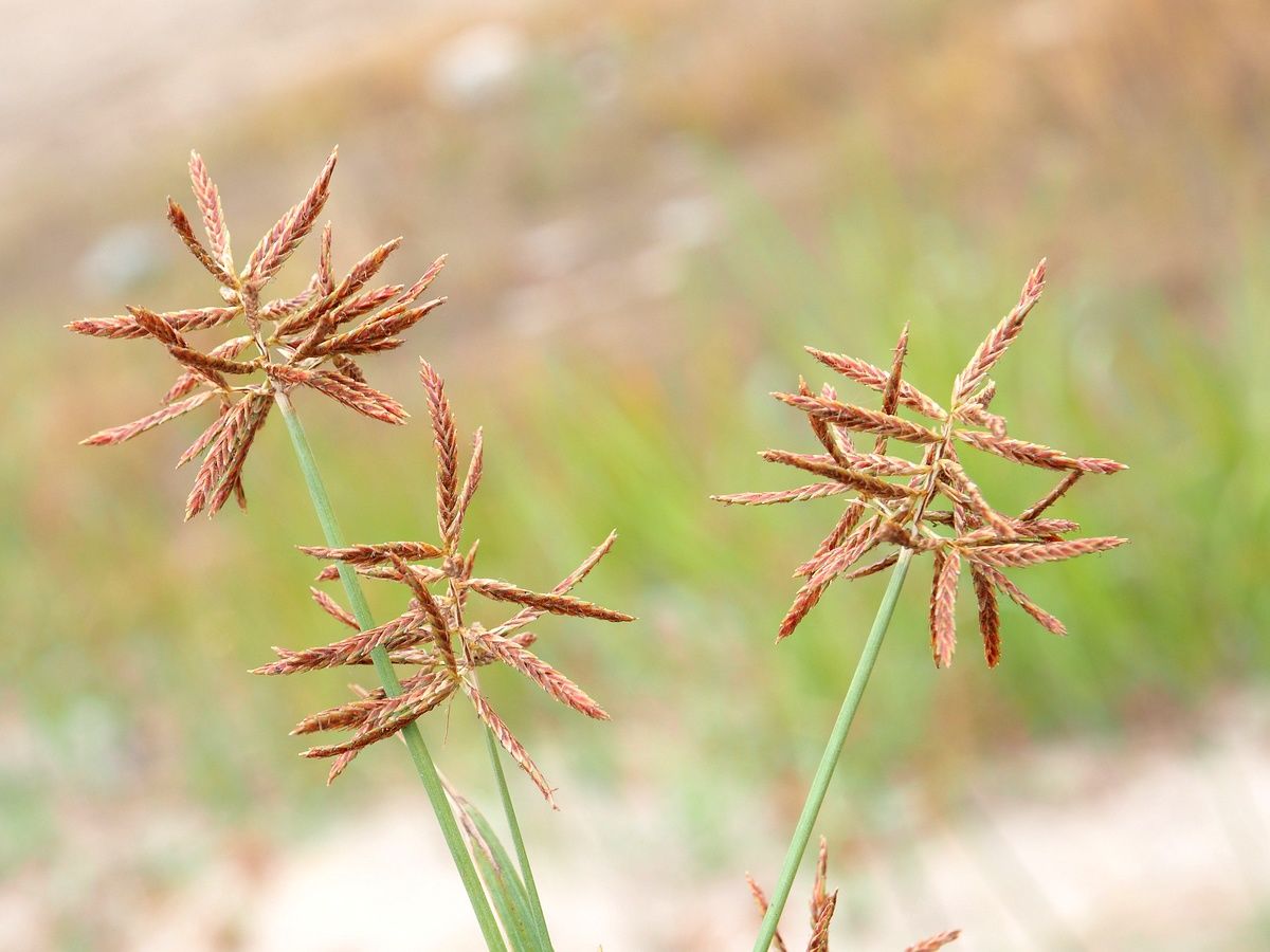 Cyperus rotundus - EcuRed