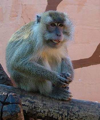 Macaca fascicularis - EcuRed
