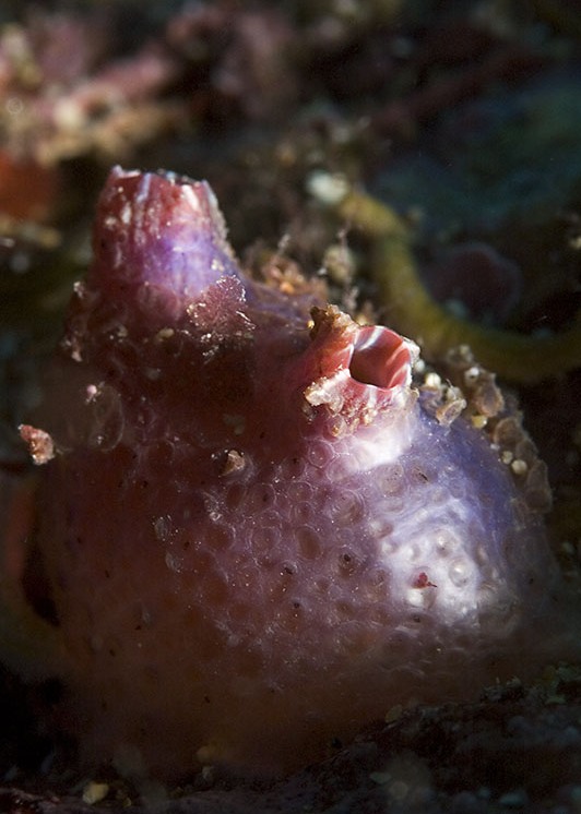 Pyura squamulosa - EcuRed