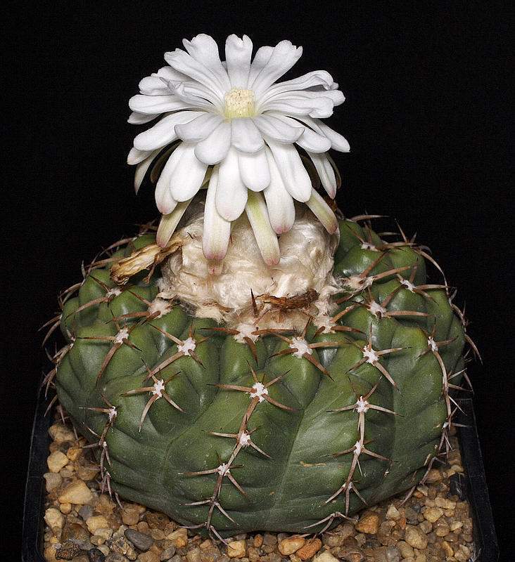 Discocactus heptacanthus - EcuRed