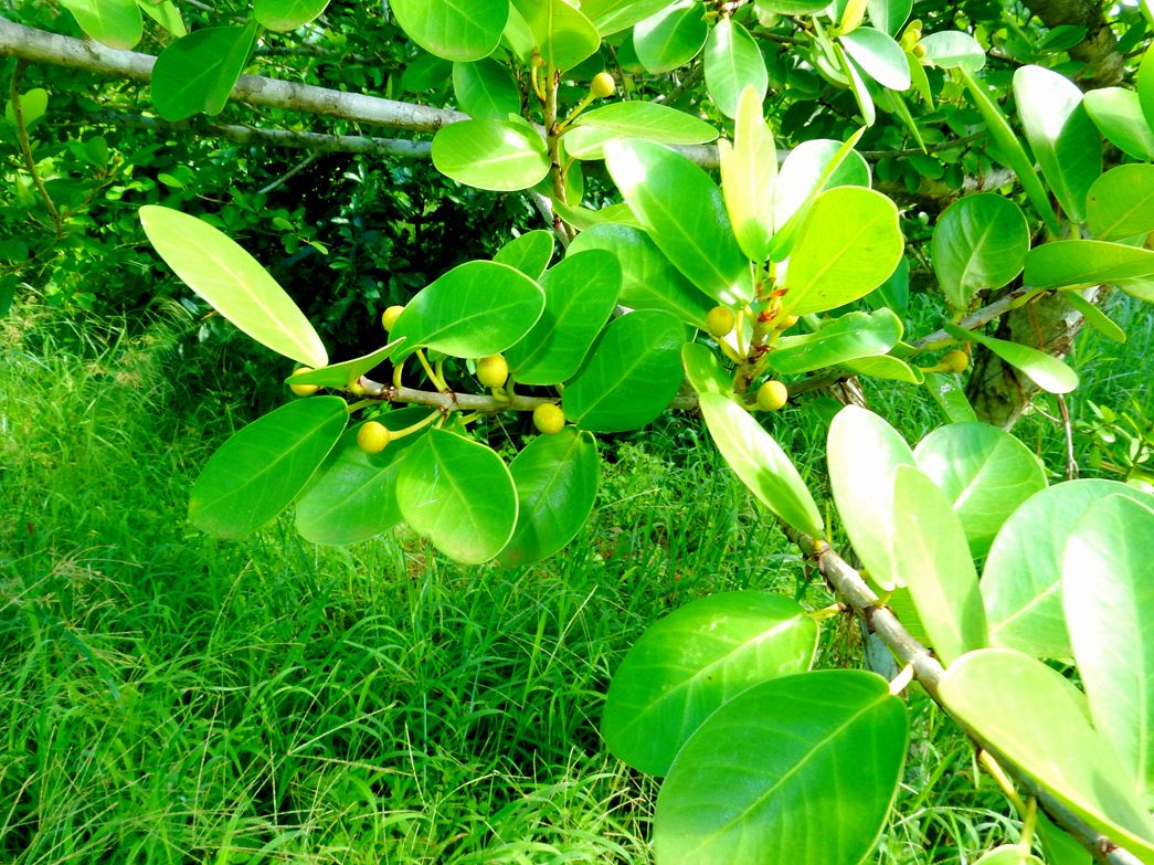 Ficus faulkneriana - EcuRed