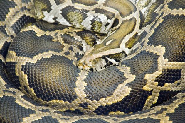 Pitón Reticulada - EcuRed